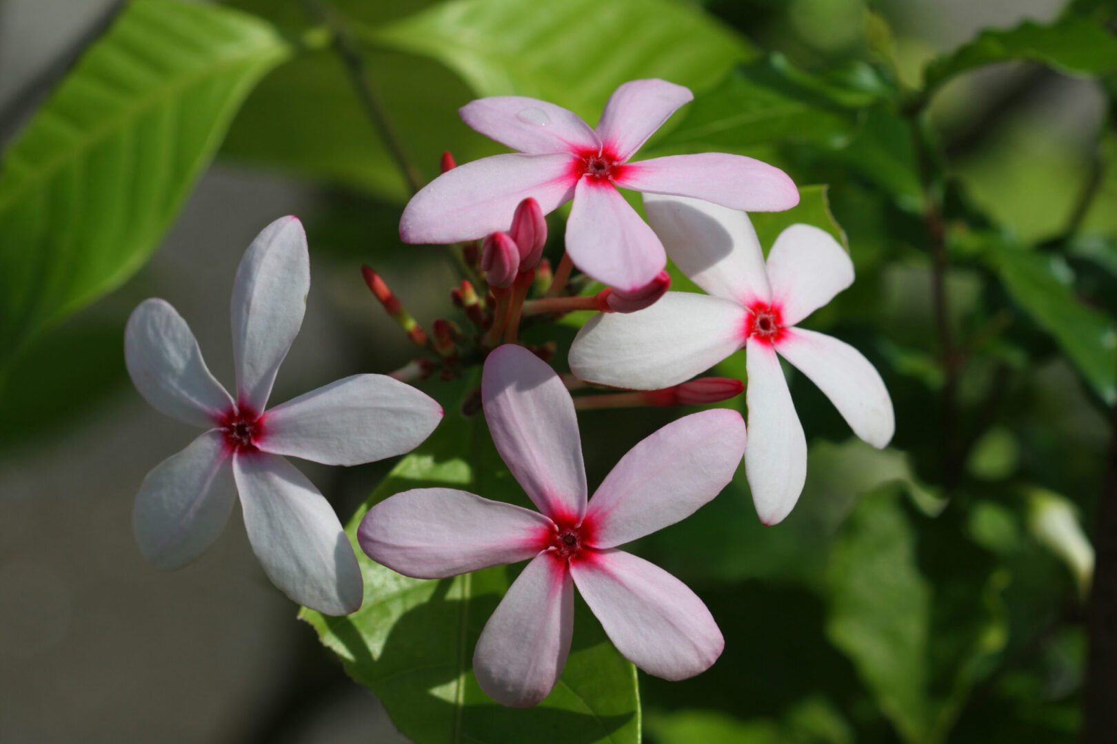 KOPSIA FRUTICOSA – 🌱🥀🌷 Viveiro Oreades 🌺🌼🌳