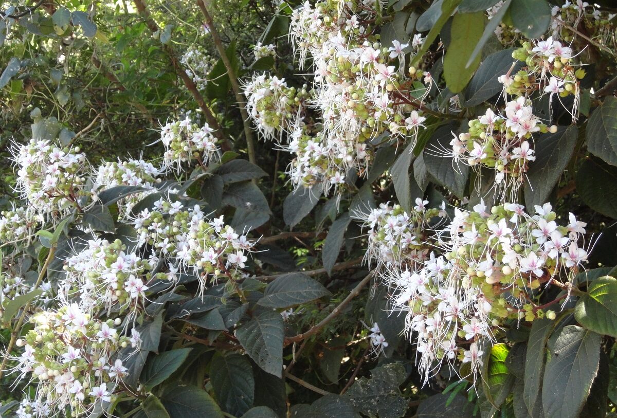 CLERODENDRUM FRAGRANS – 🌱🥀🌷 Viveiro Oreades 🌺🌼🌳