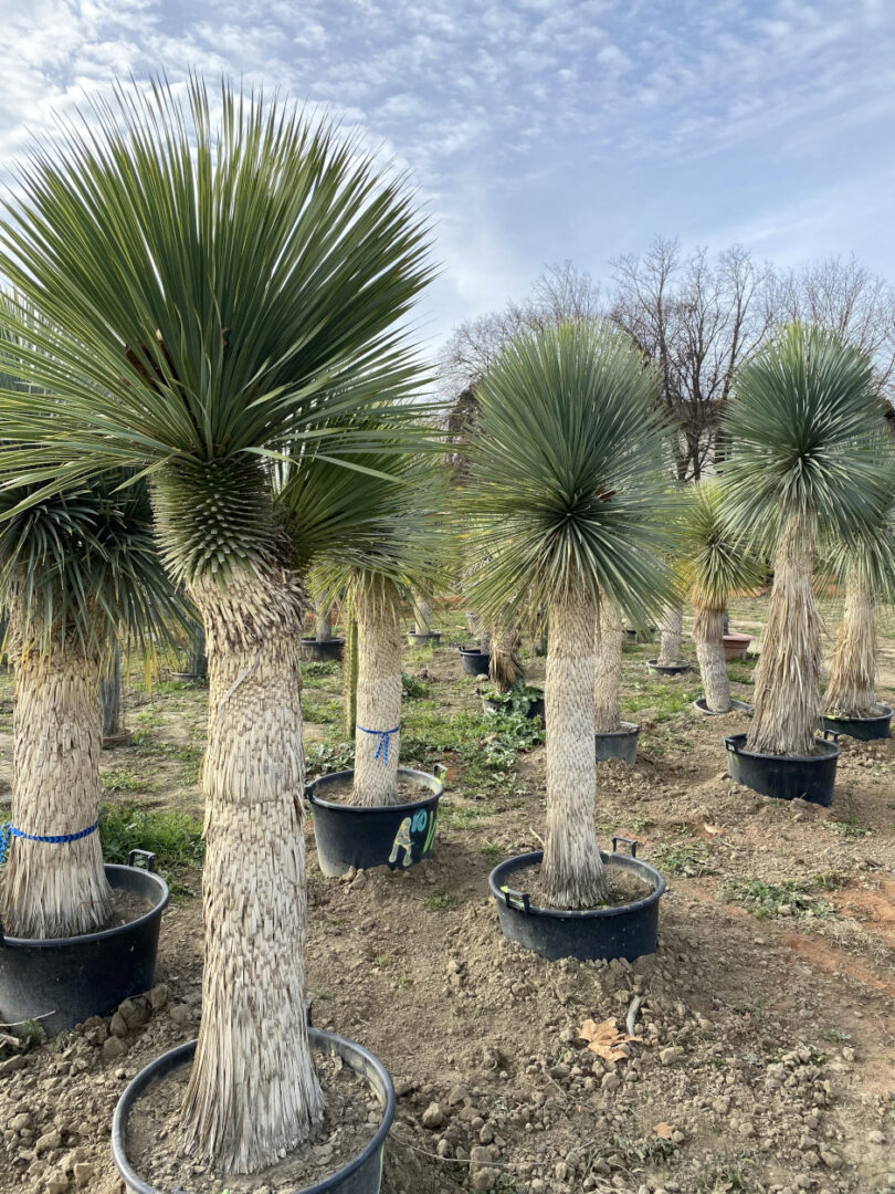 YUCCA ROSTRATA – 🌱🥀🌷 Viveiro Oreades 🌺🌼🌳