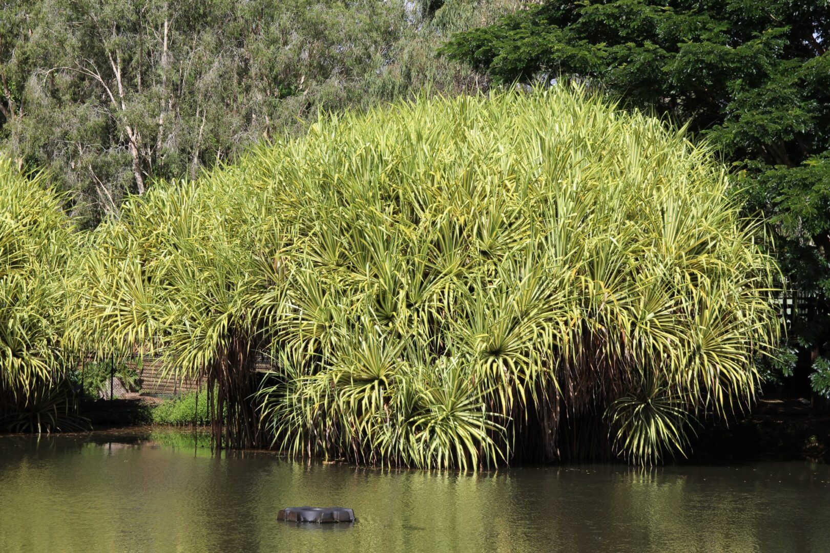 PANDANUS BAPTISTI – 🌱🥀🌷 Viveiro Oreades 🌺🌼🌳
