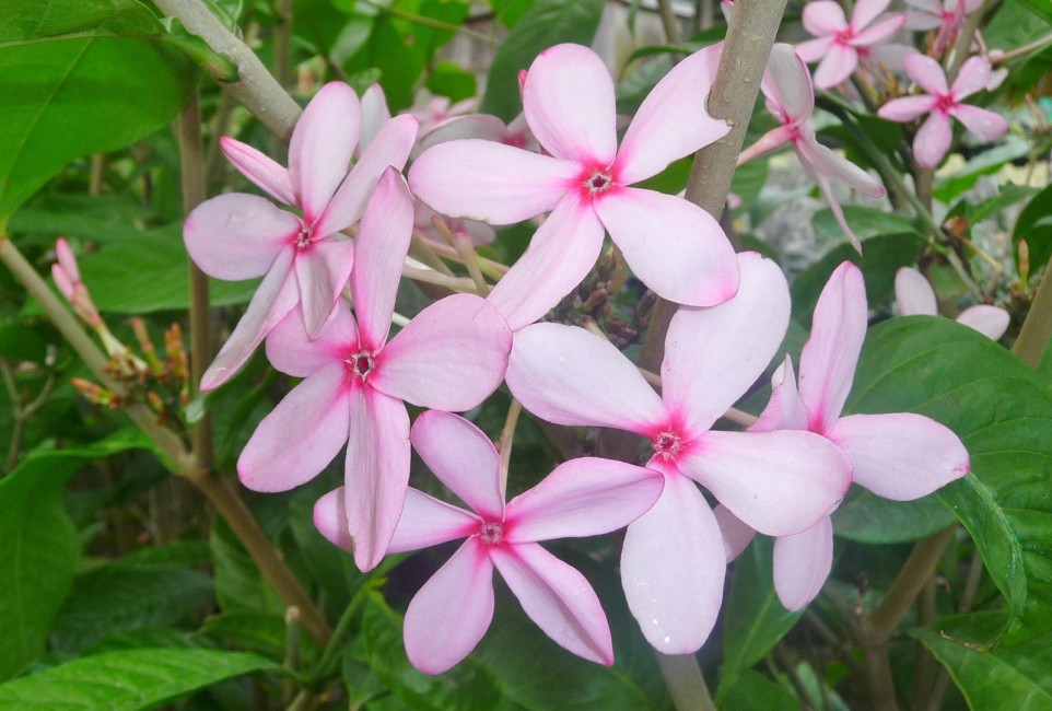 KOPSIA FRUTICOSA – 🌱🥀🌷 Viveiro Oreades 🌺🌼🌳