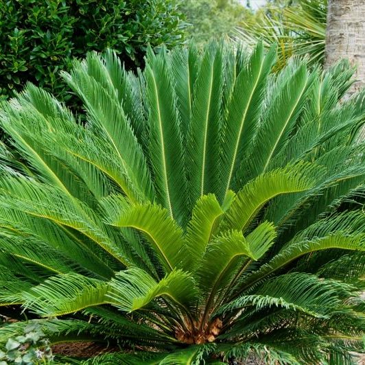 CYCA REVOLUTA – 🌱🥀🌷 Viveiro Oreades 🌺🌼🌳