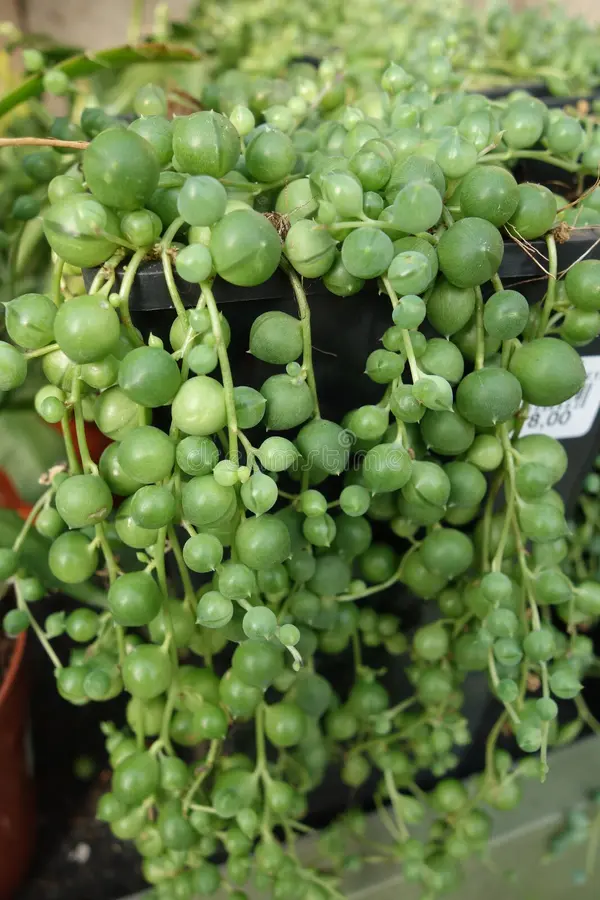 SENECIO CITRIFORMIS – 🌱🥀🌷 Viveiro Oreades 🌺🌼🌳