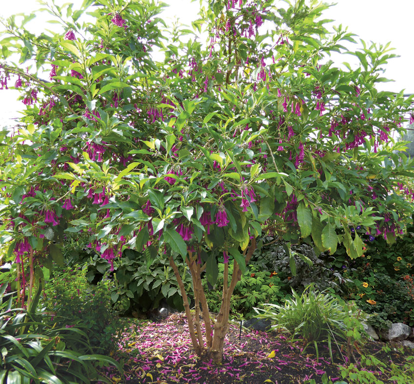 IOCHROMA CYANEUM – 🌱🥀🌷 Viveiro Oreades 🌺🌼🌳